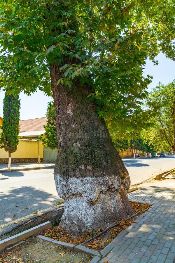 An Old Plane Tree that is Over 200 Years Old on City Street Stock Photo ...