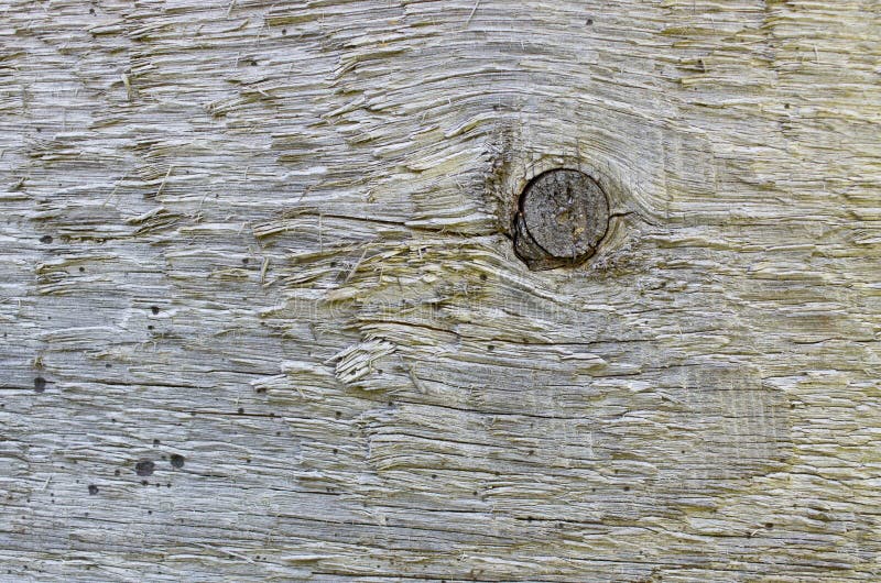 Old plank with gnarl stock photo. Image of aged, pine - 24920030
