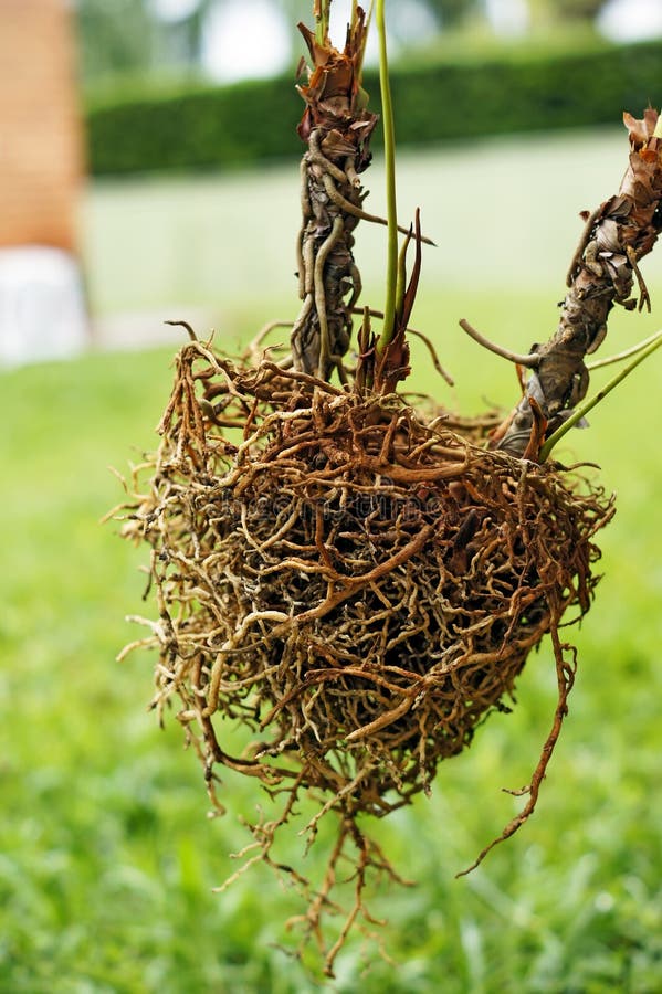 Old plant root stock photo. Image of nest, ground, natural - 144840890