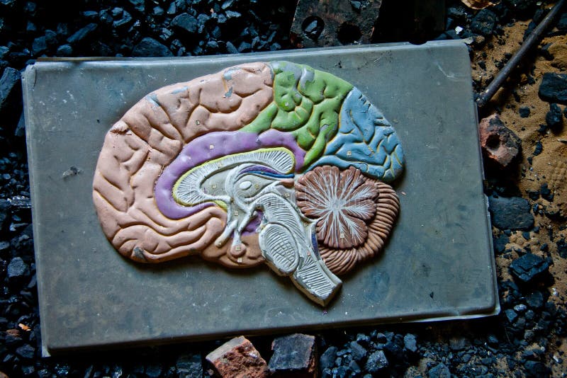 Old Plastic Model of Human Brain in Abandoned School Stock Image ...