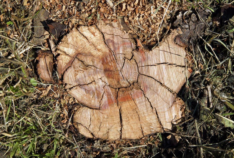 Old Plum Tree Stump Texture Stock Image - Image of lumber, tree: 93439171