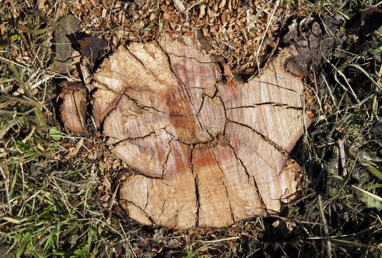 Old Plum Tree Stump Texture Stock Image - Image of lumber, tree: 93439171