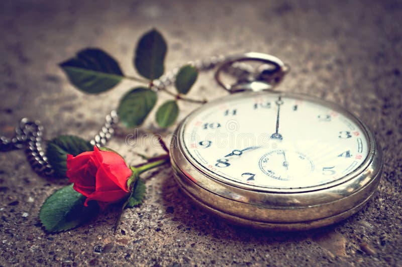 Fathers Day Gift. Pocket Watch and Red Rose Stock Image - Image of ...