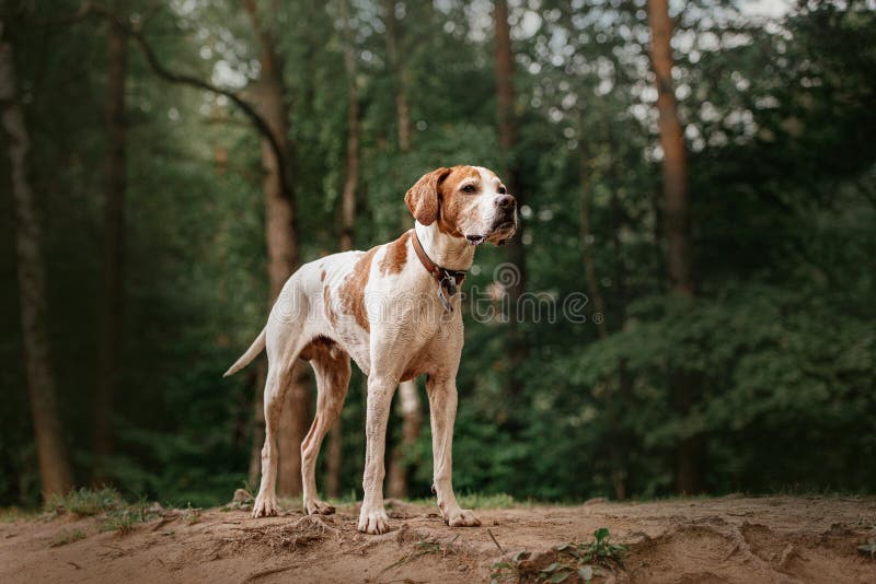 Old Pointer Dog Standing in a Forest in Summer Stock Photo - Image of ...