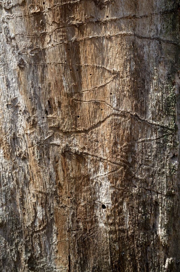 Old Polar Tree Cambium Texture Detail Stock Photo - Image of base ...
