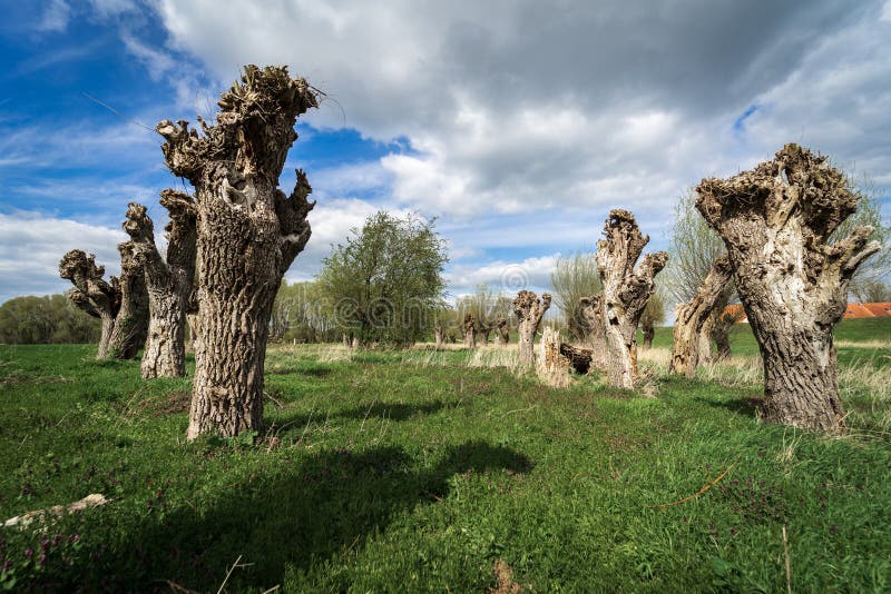 Old pollard willow stock image. Image of nature, pollard - 219451755