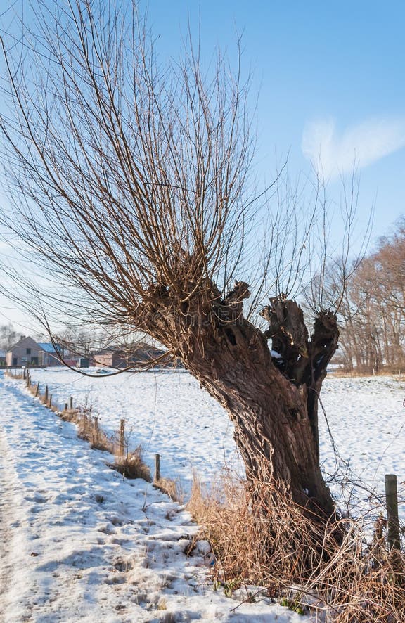 Old Pollard Willow Tree in the Snow Stock Photo - Image of pollard ...