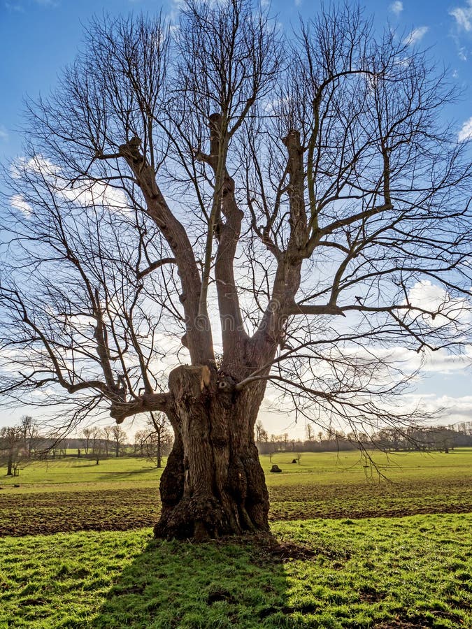 Old Pollarded Tree Bare Winter Branches Stock Photos - Free & Royalty ...