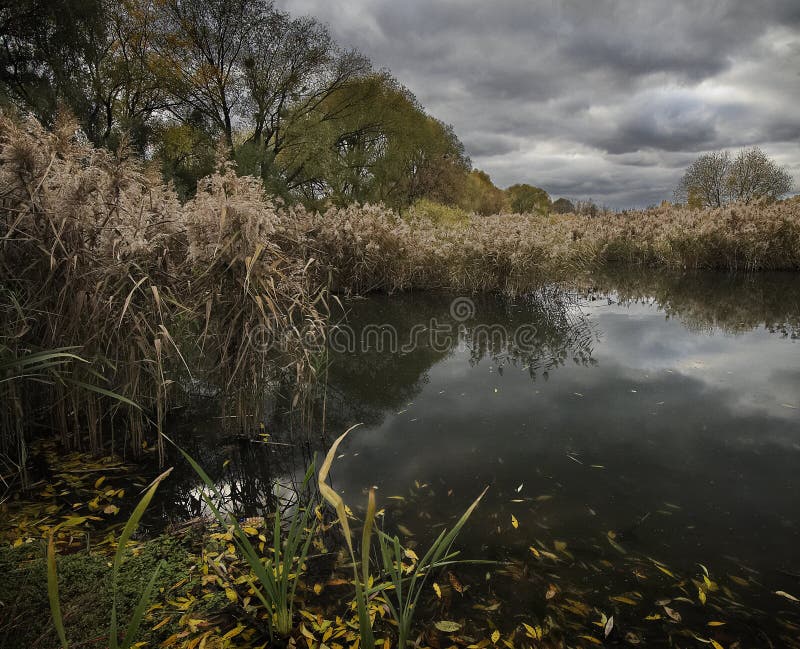 Old pond stock image. Image of trees, cold, evening, water - 11824679