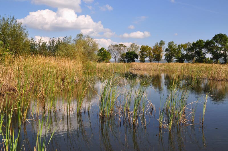 Old pond. stock photo. Image of cane, pond, autumn, heavens - 16230830