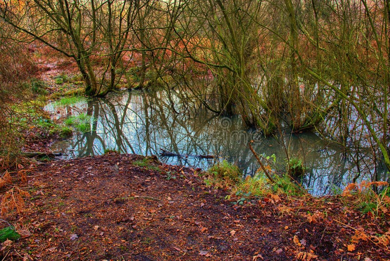 Old pond stock photo. Image of autumn, foliage, forest - 48265034
