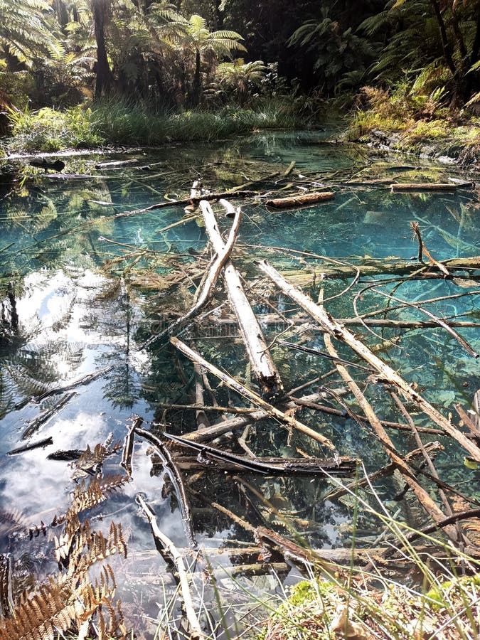 Old pond of many colors stock photo. Image of sticks - 192150856