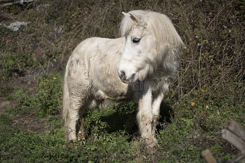 Old pony stock photo. Image of viejo, poni, triste, white - 83147254