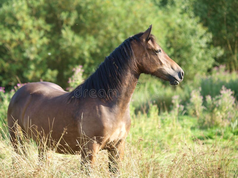 Old Pony stock image. Image of veteran, native, meadow - 170088143