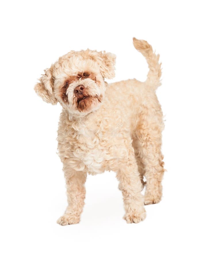Old Poodle Mixed Breed Dog stock image. Image of indoors - 47369813