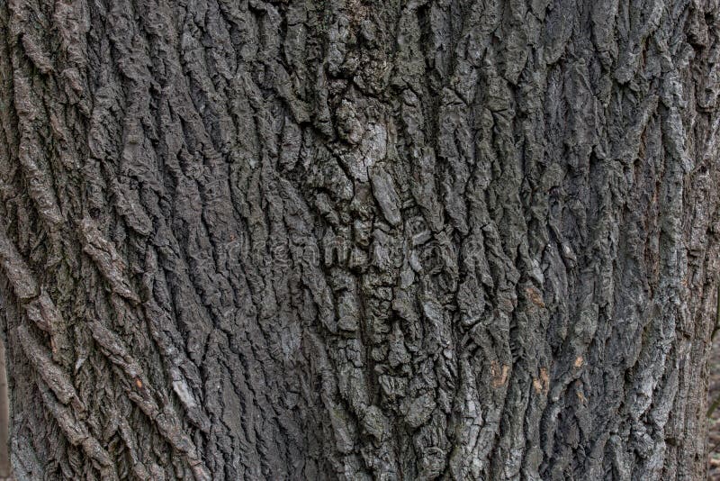 Poplar Bark Tree Texture Background Stock Image - Image of dark, forest ...