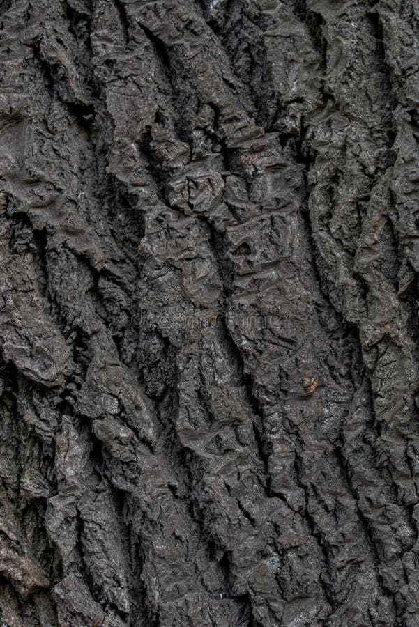 Poplar Bark Tree Texture Background Stock Image - Image of park, plant ...