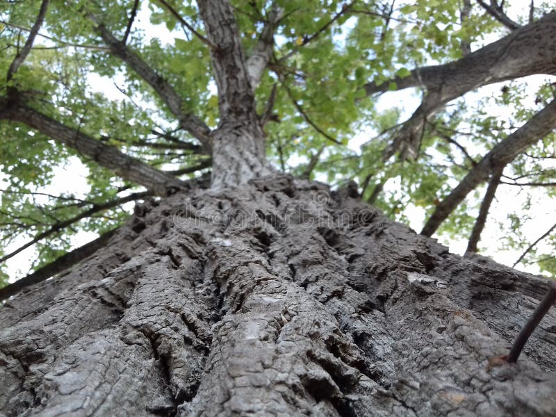 Old poplar tree stock photo. Image of poplar, nature - 78145094