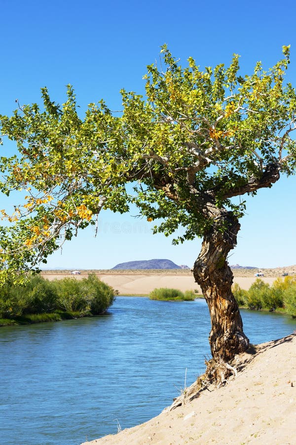 Old poplar tree stock photo. Image of tree, poplar, hovd - 78152642