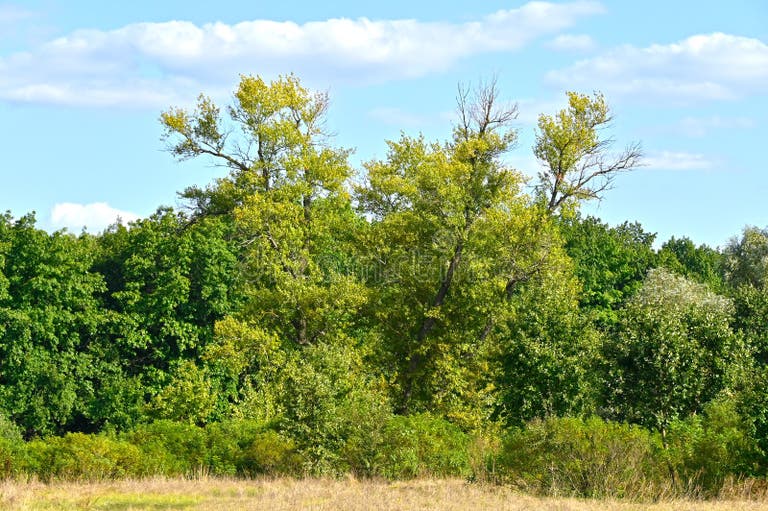 Old poplar tree stock photo. Image of tree, greenery - 249989068
