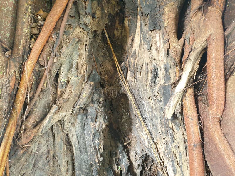 The old porous banyan tree stock photo. Image of wildlife - 233224026