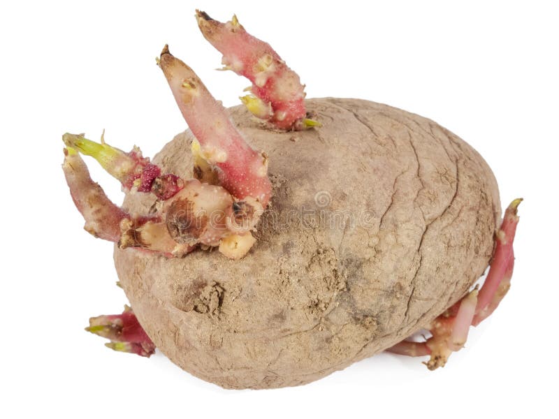 118 Rotten Sprouts Stock Photos - Free & Royalty-Free Stock Photos from ...