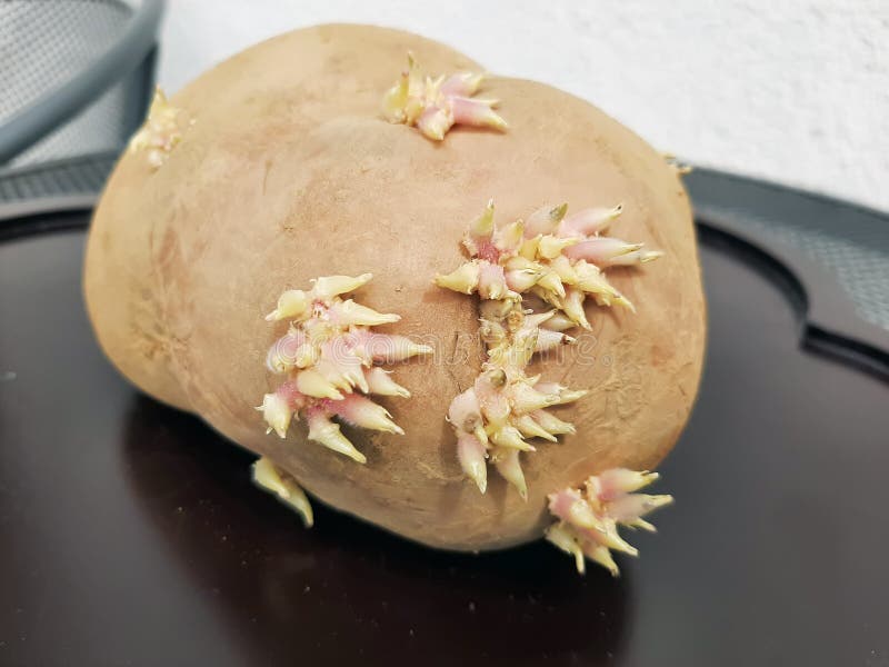 146 Rotten Sprouts Stock Photos - Free & Royalty-Free Stock Photos from ...