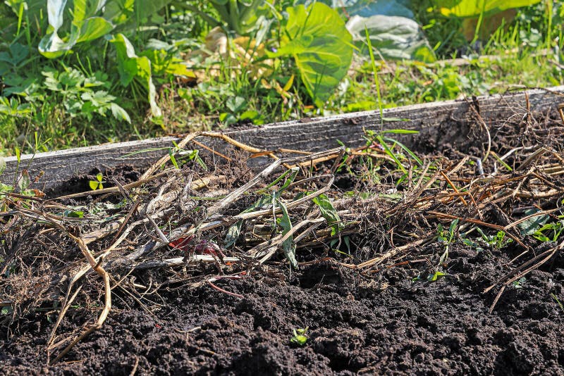 Old Potato Tops on the Folded Edge of the Garden Bed Stock Image ...