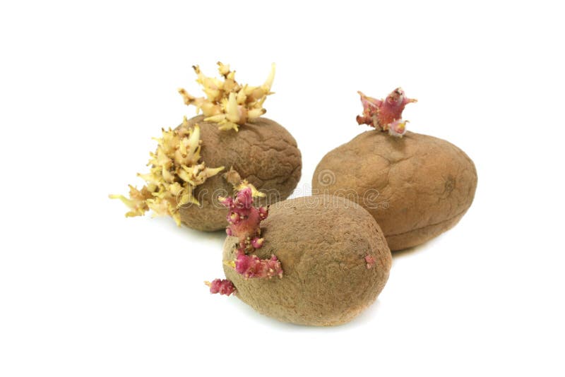 Old potatoes stock image. Image of small, potato, dirty - 20499247