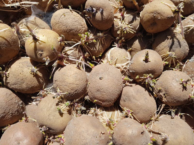 Old sprouted potatoes stock photo. Image of grow, sprouted - 124617248