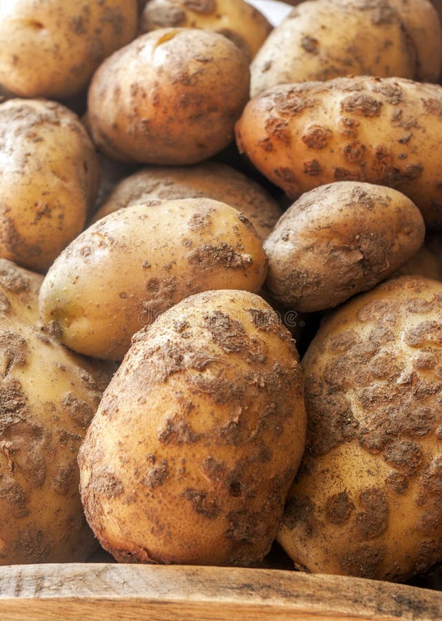 Old Potatoes close-up stock image. Image of rotten, closeup - 70504091