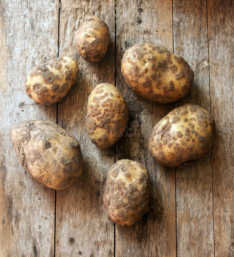 Old potatoes close up stock image. Image of feeling, food - 73266695