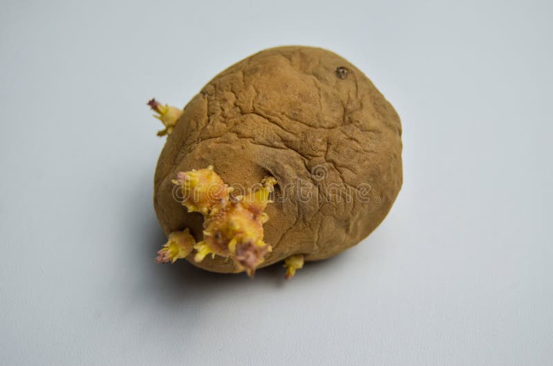Old Potatoes that Have Sprouted Stock Photo - Image of sprouted, baking ...