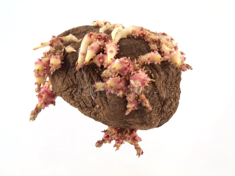Old Potatoes that Have Started Sprouting. Stock Photo - Image of health ...