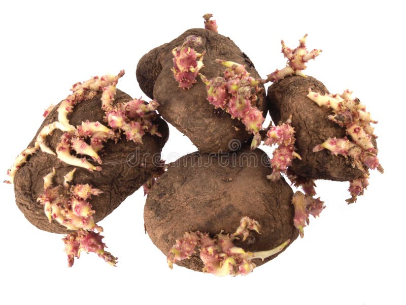 Old Potatoes that Have Started Sprouting. Stock Image - Image of food ...