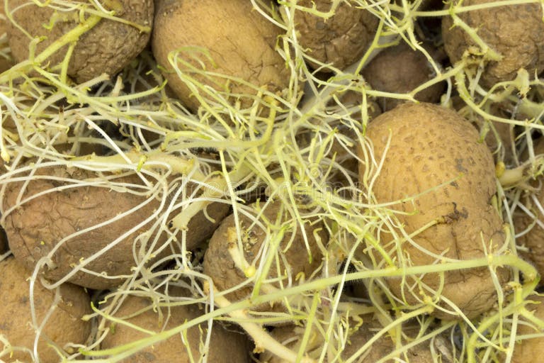 Old Potatoes with Sprouted Shoots Stock Photo - Image of peel ...