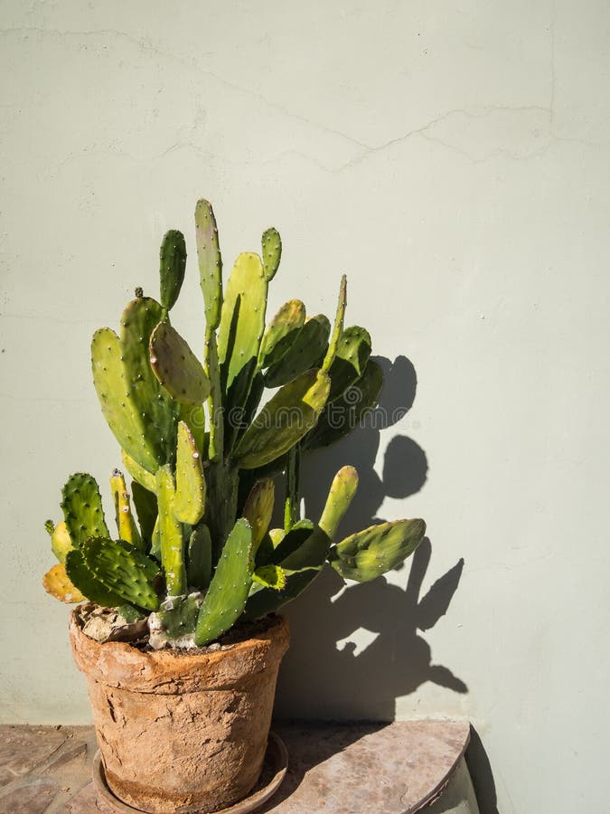 Old potted cactus stock image. Image of cholla, cactaceae - 109789603