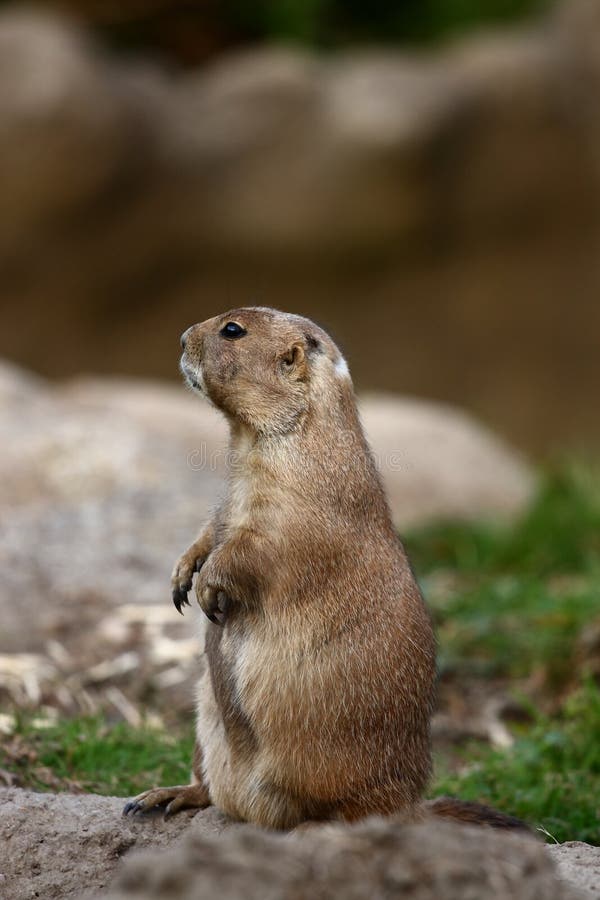 Old prairi dog stock image. Image of attention, alarm - 11118499