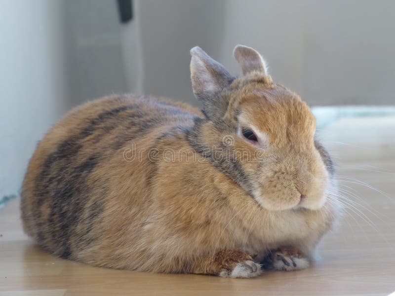 Rabbit stock photo. Image of friend, waiting, pompom - 120045300