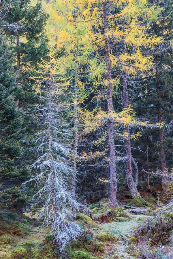 Old primary forest stock image. Image of primary, landscape - 335955189