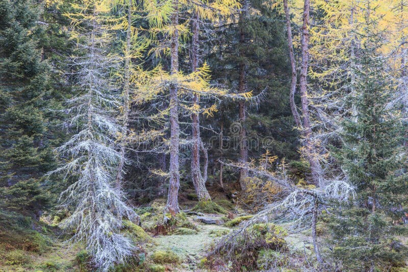 Old primary forest stock image. Image of scenic, trees - 62623179