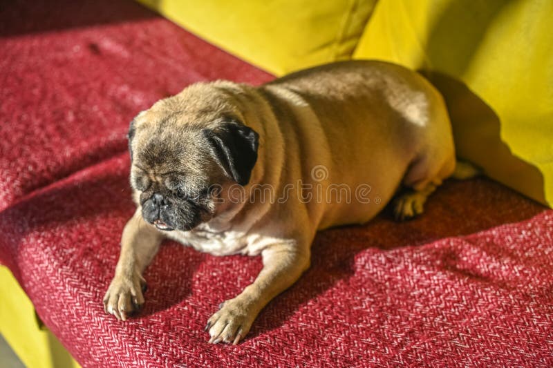 Old Pug Lying on the Sofa 2 Stock Image - Image of lovely, emotion ...