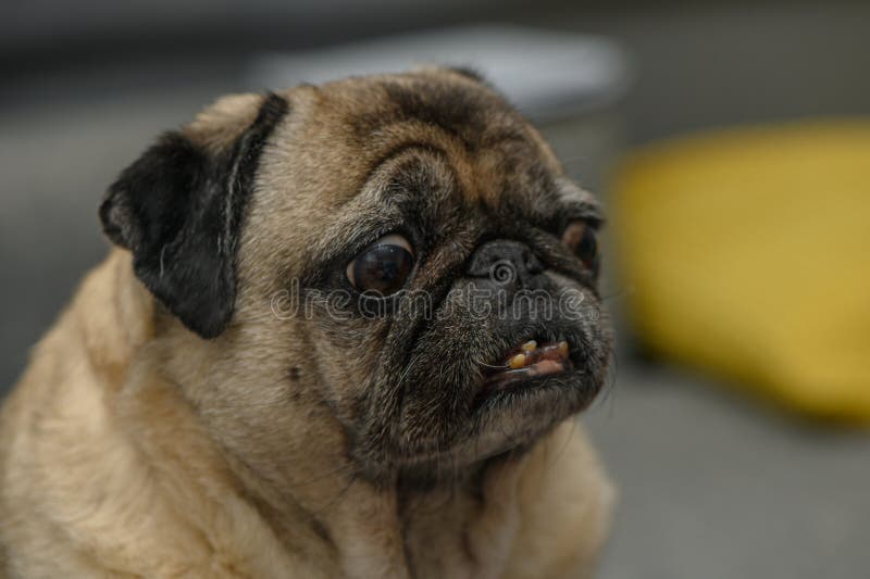 Old Pug Resting in the Apartment 7 Stock Image - Image of isolated ...