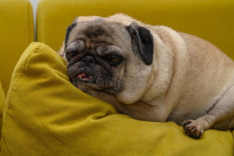 Old Pug Resting on a Pillow on the Sofa Stock Photo - Image of cutout ...