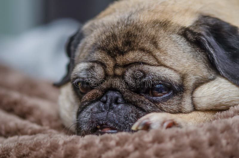 Old Pug Resting on the Sofa Stock Photo - Image of baby, lovely: 316621310