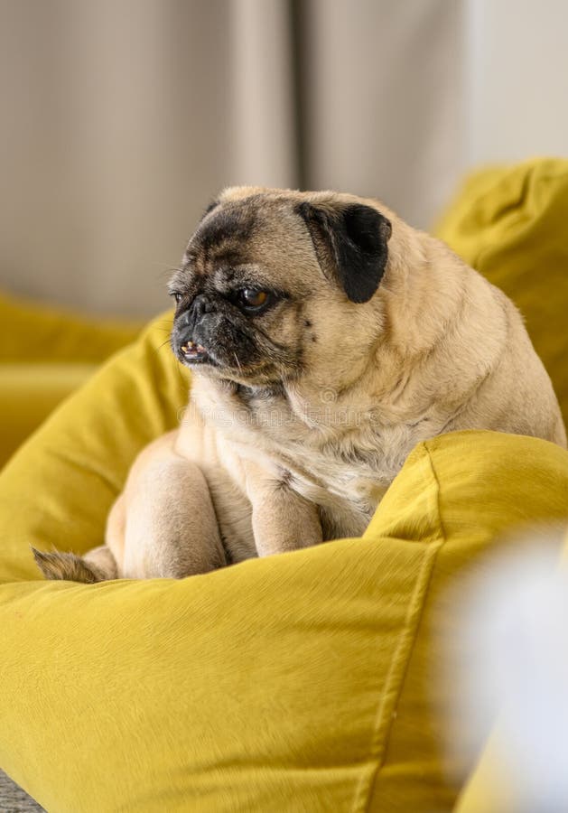Old Pug Sitting on a Yellow Sofa 3 Stock Photo - Image of purebred ...