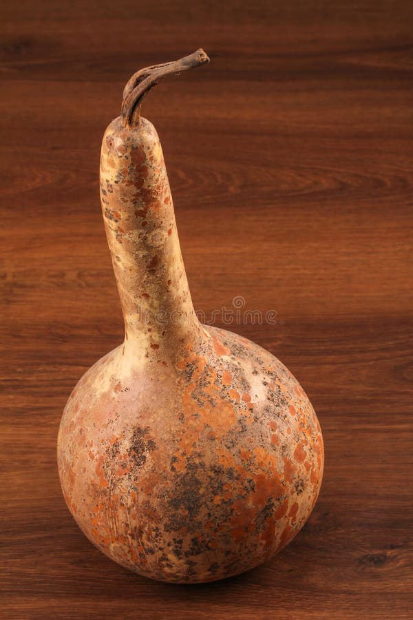 The Old Pumpkin on the Wood Stock Image - Image of woods, green: 51314677