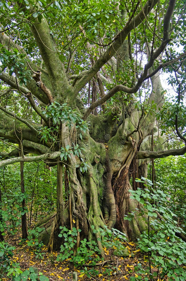 Puriri Tree Stock Photos - Free & Royalty-Free Stock Photos from Dreamstime Puriri Tree Stock Photos - Free & Royalty-Free Stock Photos from Dreamstime