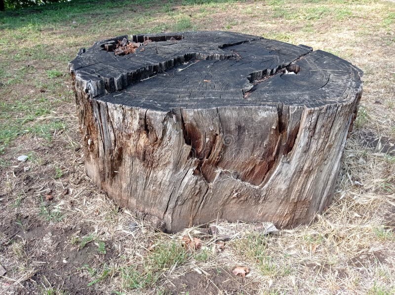 Old and putrid tree stump stock photo. Image of wood - 249734794