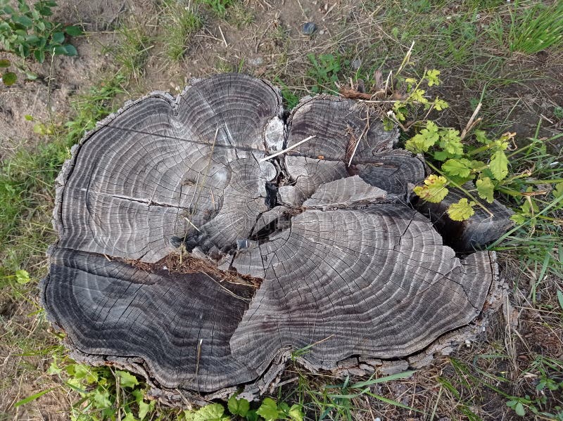 Old and putrid tree stump stock photo. Image of wood - 249734794